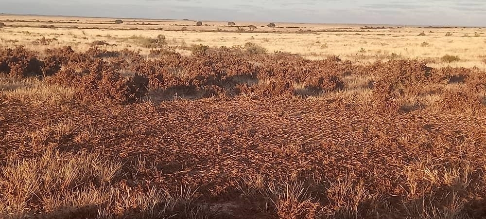 Sprinkane nié onder beheer - Republikein - Jou Land, Jou Taal, Jou Nuus