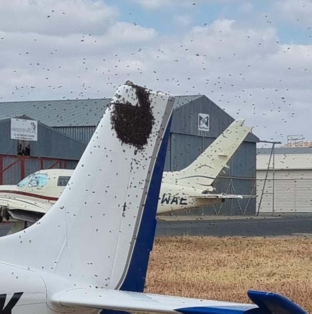 Swerm bye uit stert van vliegtuig verwyder - Republikein - Jou Land ...