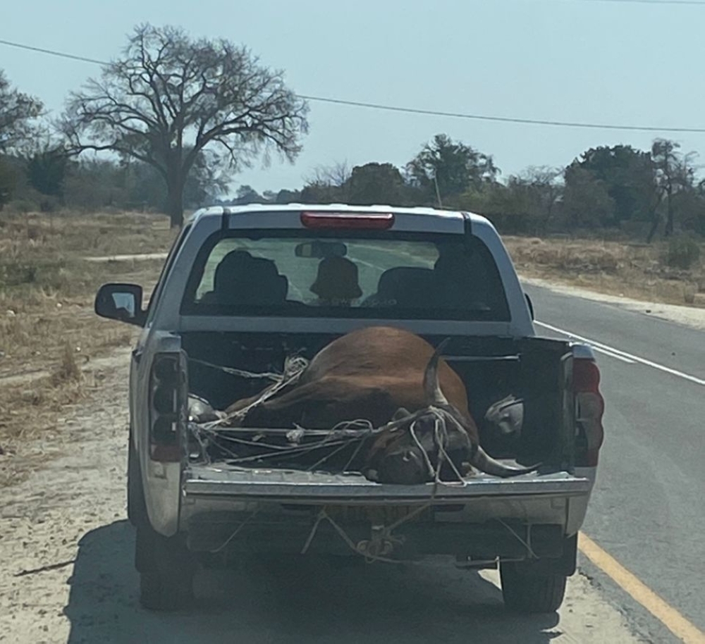 Mishandeling van koei veroorsaak opskudding - Republikein - Jou Land ...