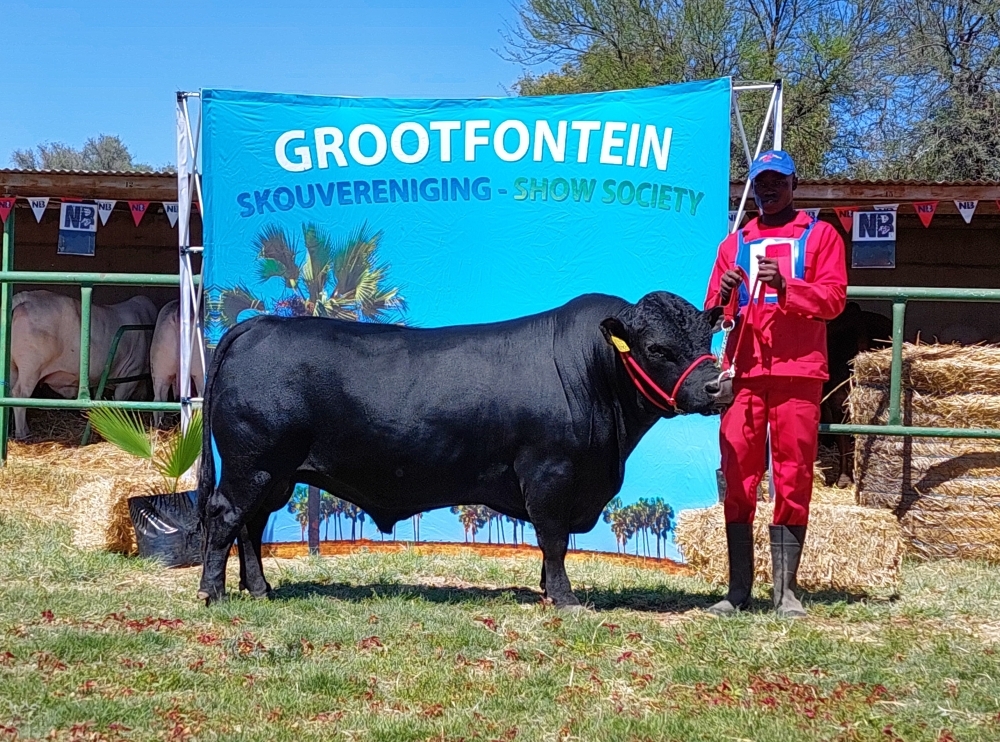 Grootfontein se Dexter-, Simmentaler-wenners - Republikein - Jou Land ...