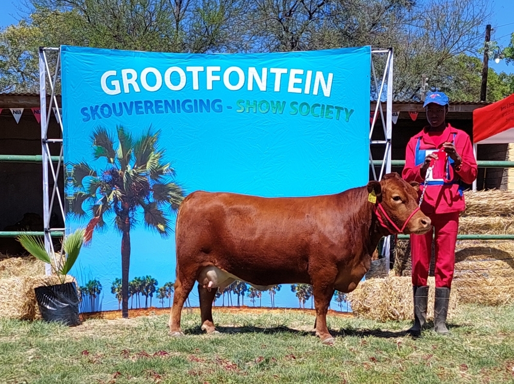 Grootfontein se Dexter-, Simmentaler-wenners - Republikein - Jou Land ...