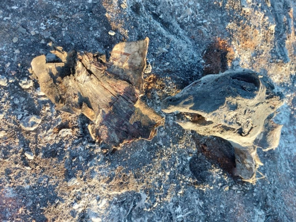 Onsigbare slagoffers van ’n veldbrand - Republikein - Jou Land, Jou ...