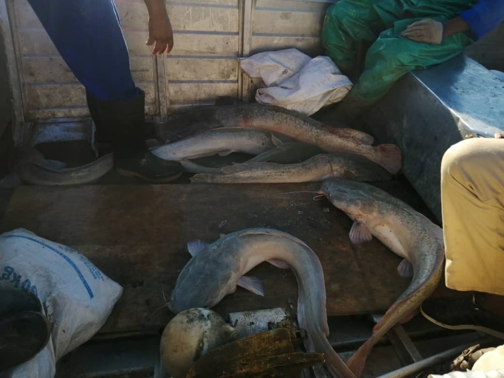 Visse in dam glo vir navorsing gevang - Republikein - Jou Land, Jou ...