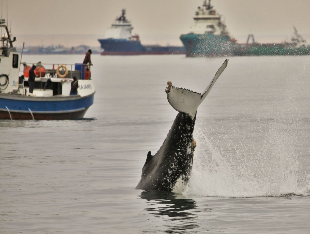 Walvis van spooktou bevry - Republikein - Jou Land, Jou Taal, Jou Nuus