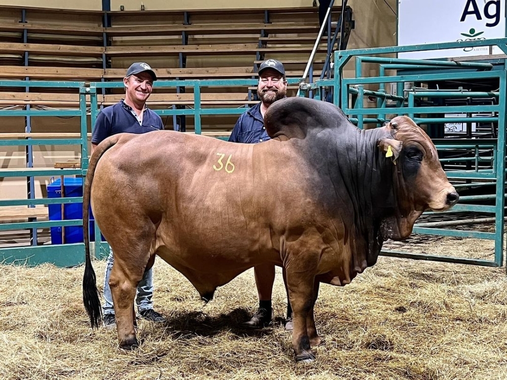 Potgieter oor rekordprys vir Boran-bul - Republikein - Jou Land, Jou ...