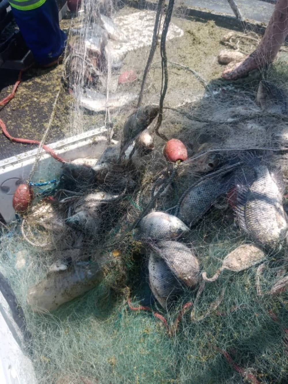 Nog geen optrede teen Swakoppoort-stropers - Republikein - Jou Land ...