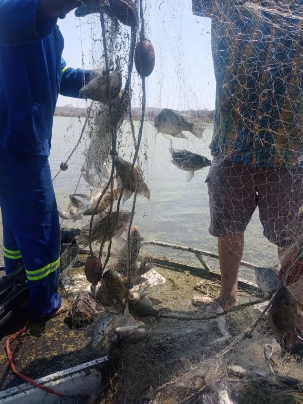 Nog geen optrede teen Swakoppoort-stropers - Republikein - Jou Land ...