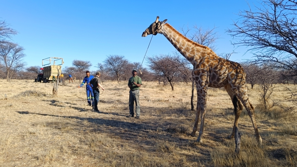 Namibiese wild kry nuwe tuiste - Republikein - Jou Land, Jou Taal, Jou Nuus